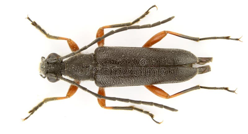 Rufipes de Anoplodera imagen de archivo. Imagen de cubo - 17383223