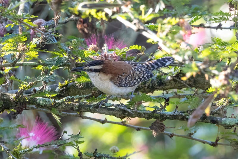 Rufous-backed Kingfisher is One the Most Colorful Kingfisher Stock ...
