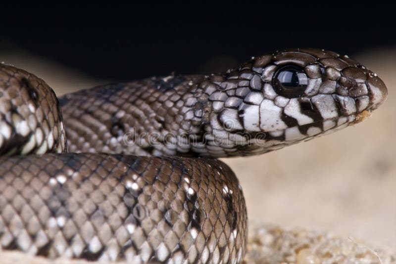 Rufous beaked snake stock photo. Image of south, terrestrial - 19851178