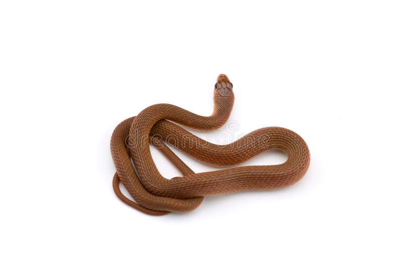 The Rufous Beaked Snake Isolated on White Background Stock Photo ...