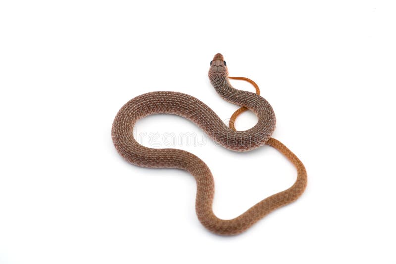 The Rufous Beaked Snake Isolated on White Background Stock Image ...