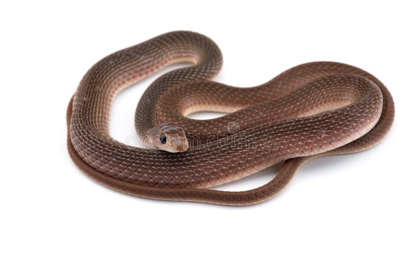 The Rufous Beaked Snake Isolated on White Background Stock Image ...