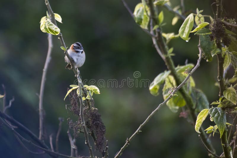 Rufous-collared Sparrow, Zonotrichia Capensis, Perched on a Vine Stock ...