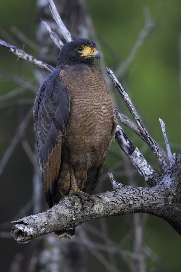 Crabhawk Stock Photos - Free & Royalty-Free Stock Photos from Dreamstime