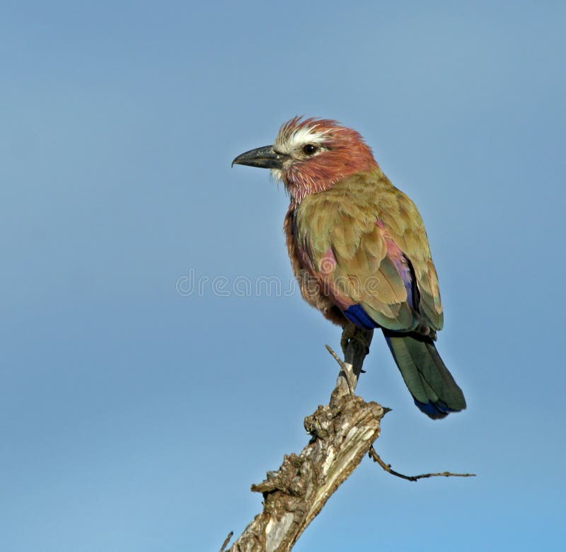 Rufous Crowned (aka Purple) Roller Stock Image - Image of rufous, mpala ...