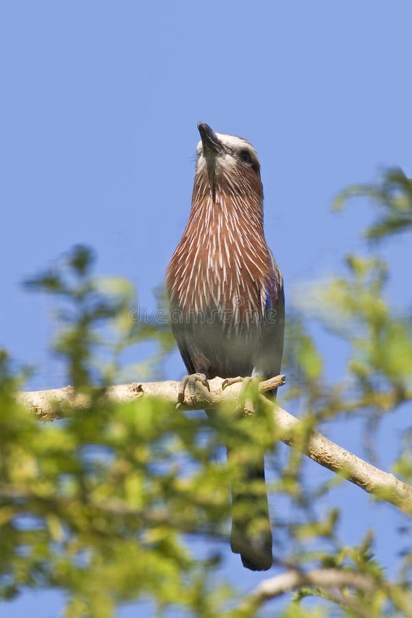 Rufous-crowned Roller, Coracias Naevius, Perched Stock Image - Image of ...