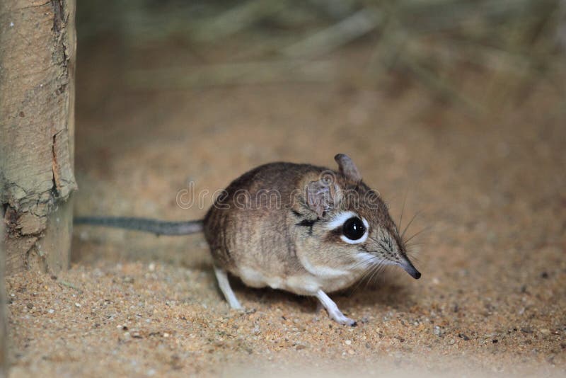 Rufous elephant shrew stock photo. Image of elephantulus - 26830260