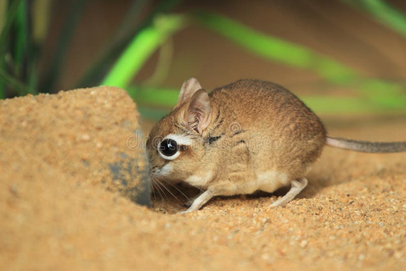Rufous elephant shrew stock photo. Image of elephantulus - 26830260
