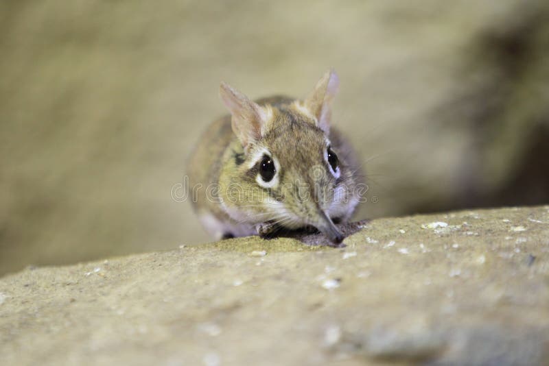 Elephant Shrew 1 stock photo. Image of africa, wildlife - 1669056