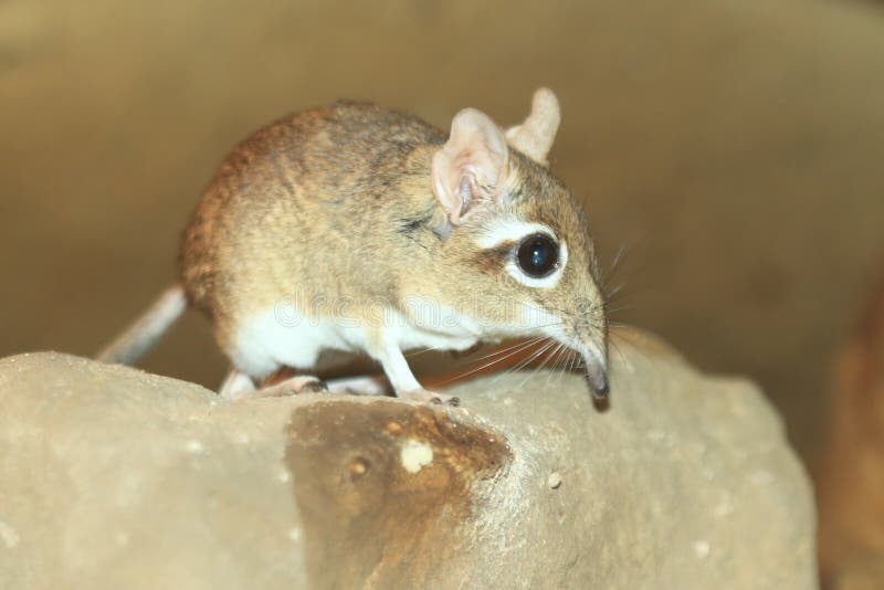 Rufous elephant shrew stock image. Image of rock, adult - 37466757