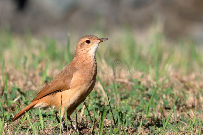 Rufous Hornero Furnarius Rufus, Isolated, Perched on a Ground Stock ...