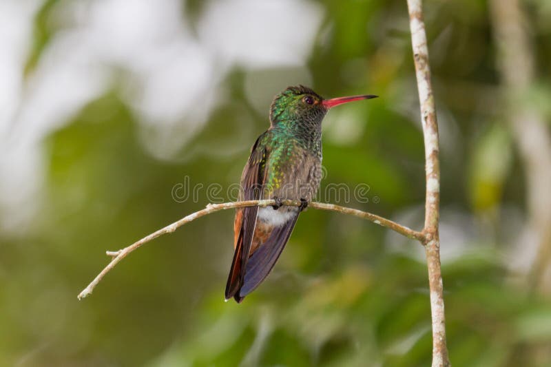 Jamaican National Bird