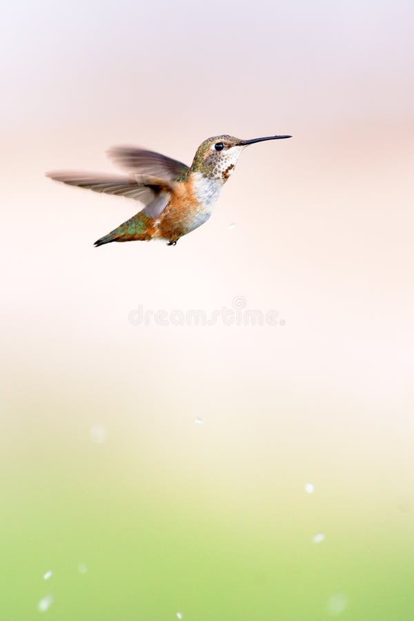Rufous Hummingbird stock image. Image of green, backyard - 26408525
