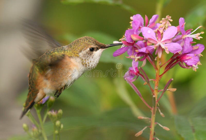 312 Female Rufous Hummingbird Stock Photos - Free & Royalty-Free Stock ...