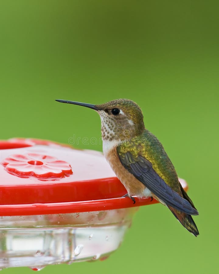 312 Female Rufous Hummingbird Stock Photos - Free & Royalty-Free Stock ...