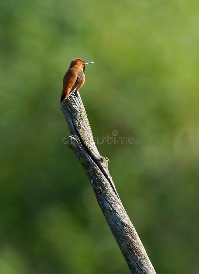 Rufous Hummingbird - Selasphorus Rufus Stock Image - Image of bird ...