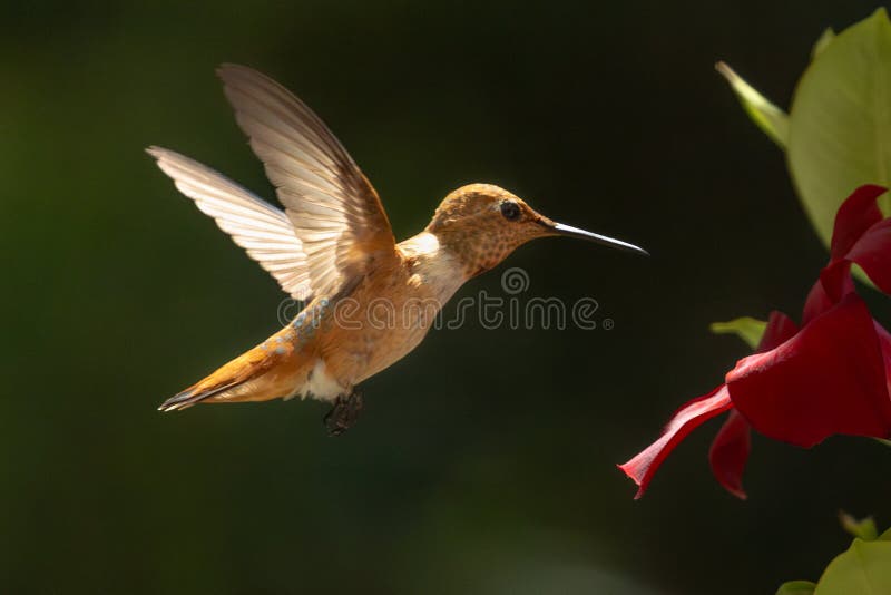 Rufous Hummingbird Enjoying the Red Mandevilla Stock Image - Image of ...