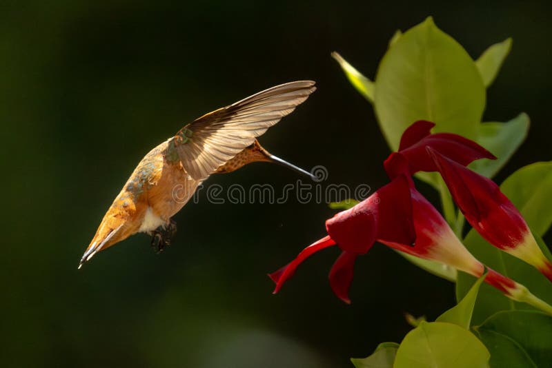 Rufous Hummingbird Enjoying the Red Mandevilla Stock Image - Image of ...