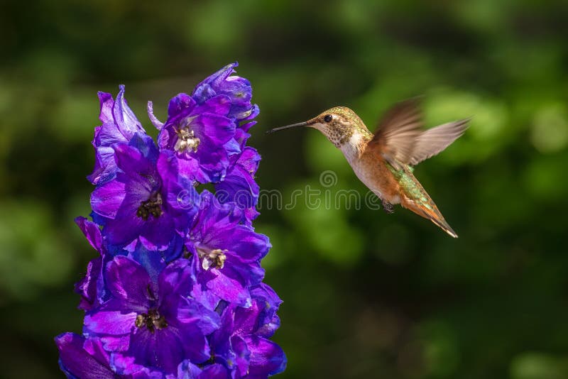 Delphinium Hummingbird Stock Photos - Free & Royalty-Free Stock Photos ...
