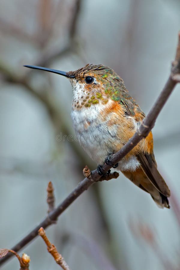 309 Female Rufous Hummingbird Stock Photos - Free & Royalty-Free Stock ...