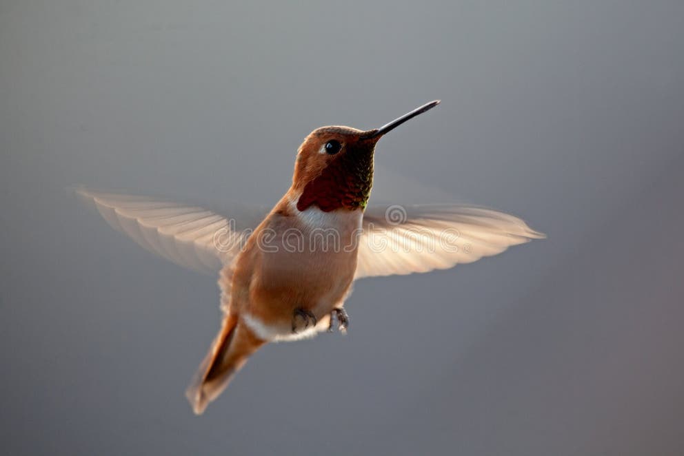 Rufous Hummingbird flying stock image. Image of rufous - 41780167