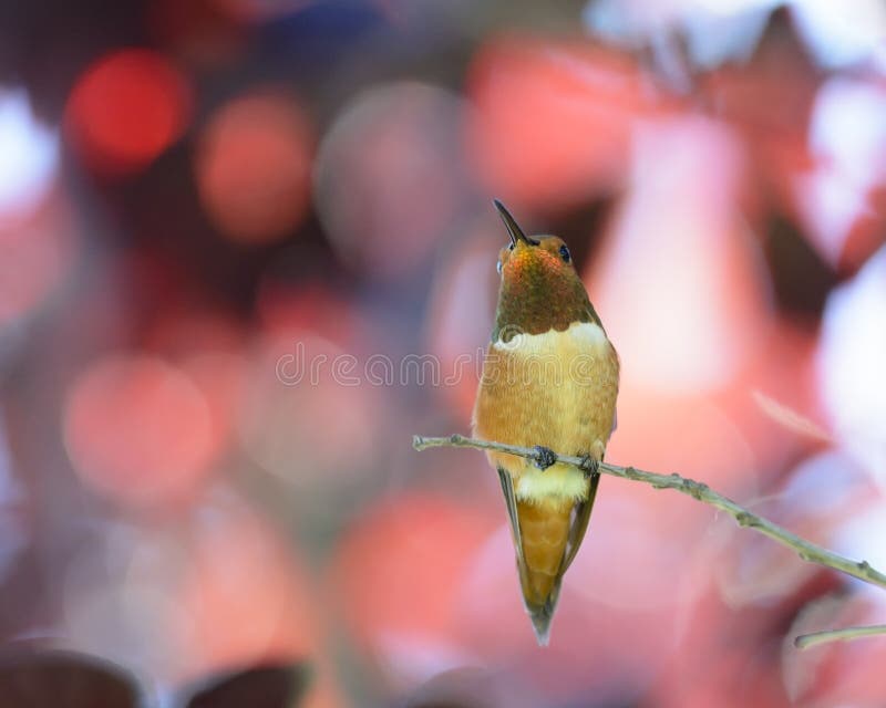 Rufous Hummingbird stock photo. Image of animals, perching - 33941444