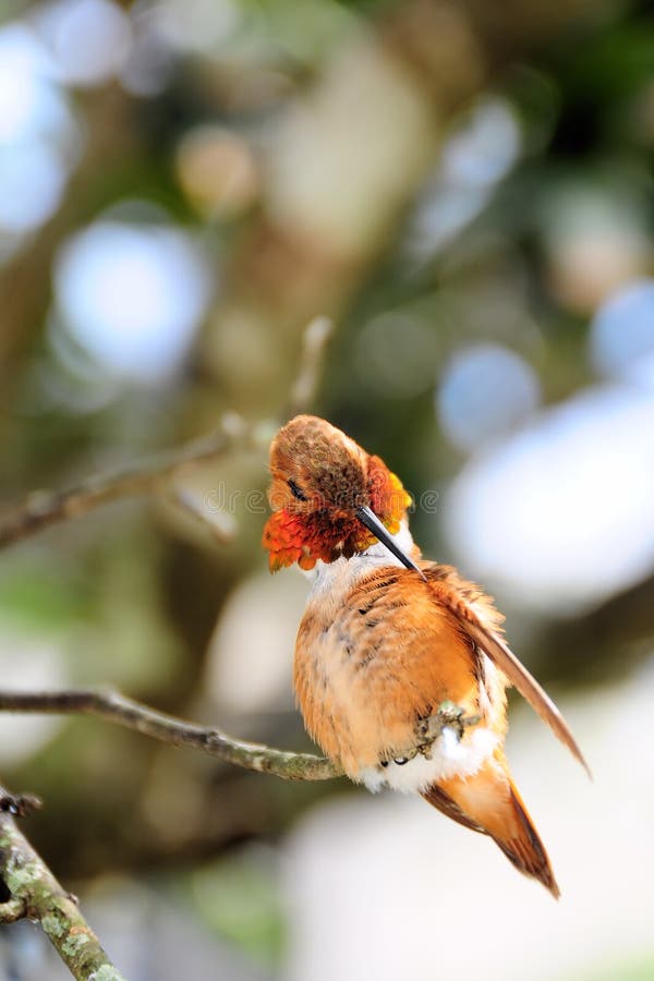 Rufous Hummingbird Preening Stock Image - Image of beautiful, animals: 24579817