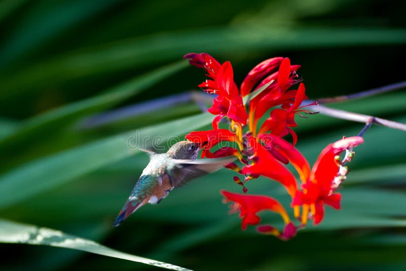 Rufous Hummingbird stock image. Image of nature, hummingbird - 40716989