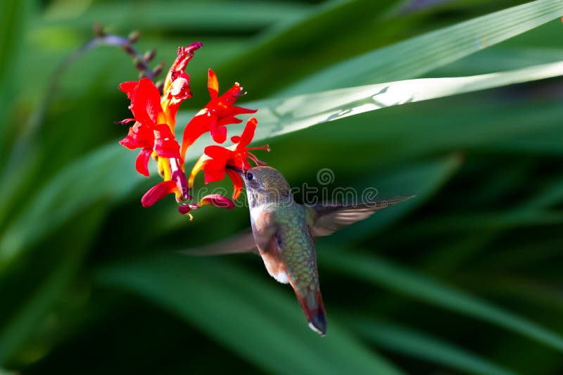 Rufous Hummingbird stock photo. Image of bird, nature - 53804432