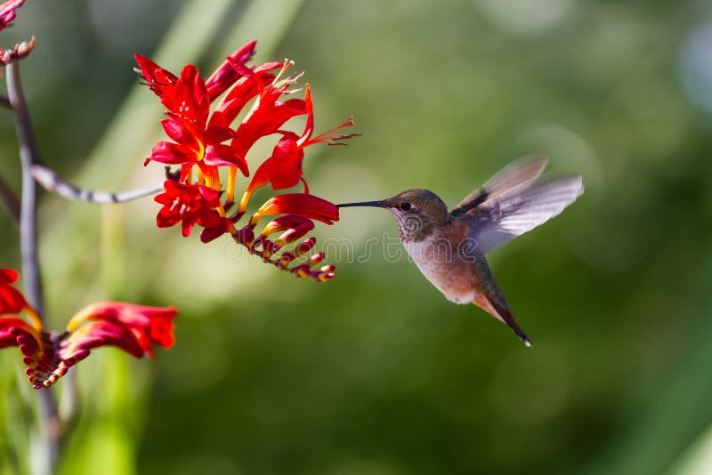 Rufous Hummingbird stock image. Image of wildlife, nature - 78886203