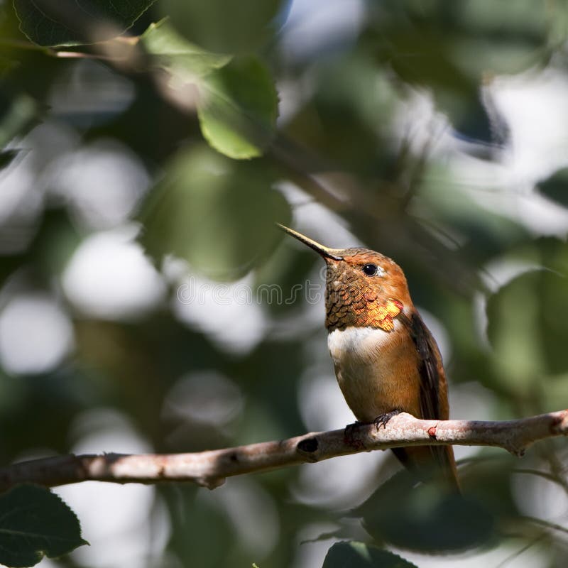 Rufous Hummingbird, Selasphorus Rufus Stock Image - Image of animal ...