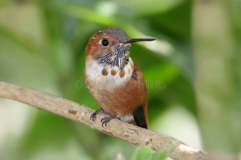 Rufous Hummingbird (Selasphorus Rufus) Stock Photo - Image of rufus ...