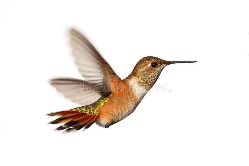 Rufous Hummingbird (Selasphorus Rufus) Stock Photo - Image of rufus ...