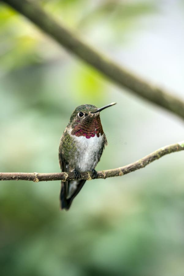 Rufous Hummingbird (Selasphorus Rufus) Stock Image - Image of tree ...