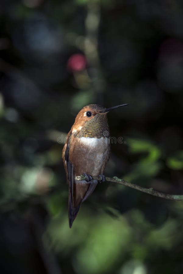 Rufous Hummingbird (Selasphorus Rufus) Stock Photo - Image of macro ...