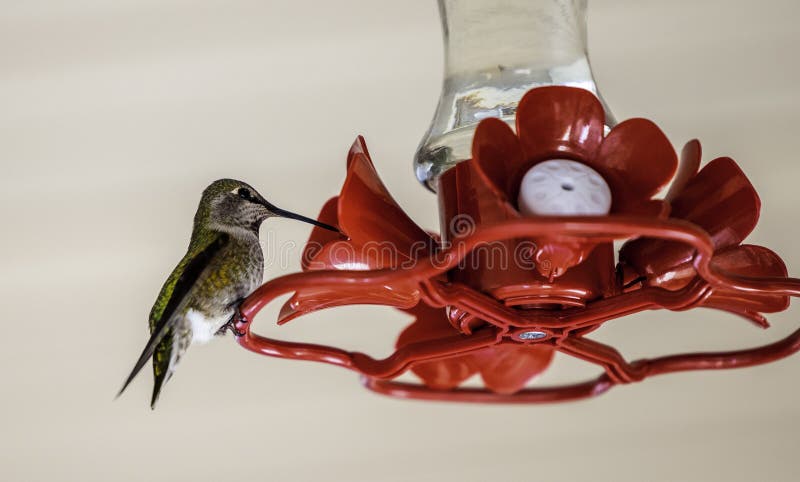 Closeup of Hummingbird Drinking from Feeder Stock Image - Image of beak ...