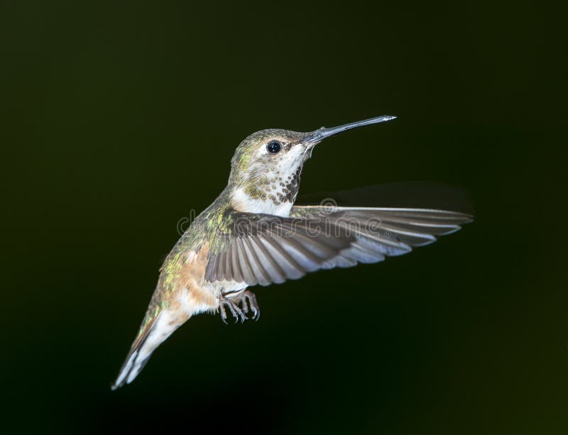 Rufous Hummingbird (Selasphorus Rufus) Stock Image - Image of aloft ...