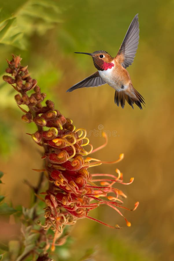 600 Vertical Hummingbird Stock Photos - Free & Royalty-Free Stock ...