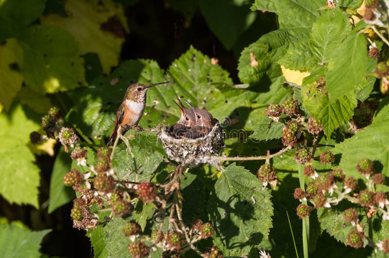 Rufous Hummingbird stock photo. Image of juvenile, nature - 36128572