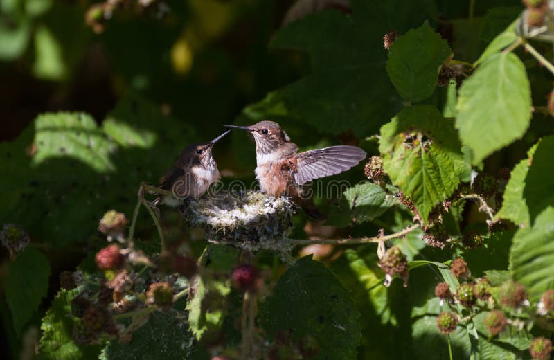 Rufous Hummingbird stock photo. Image of plant, nest - 68173234