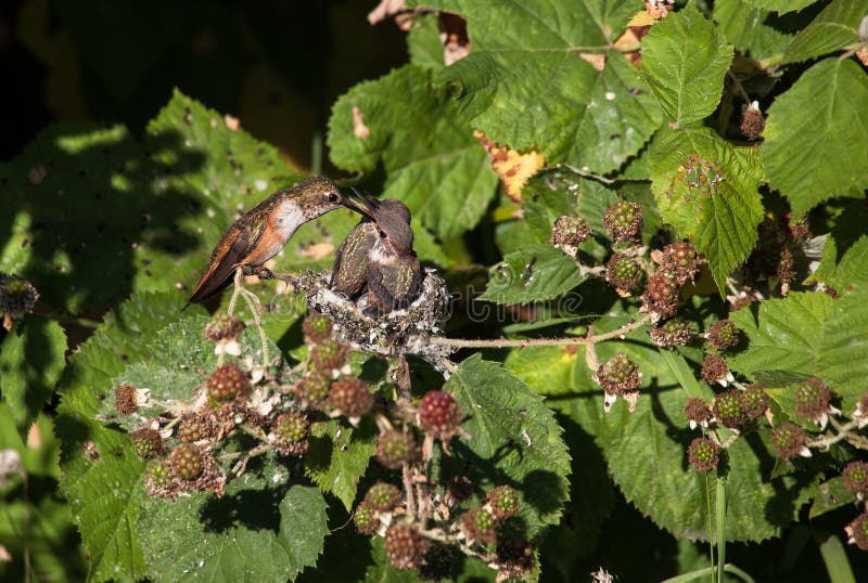 Rufous Hummingbird stock image. Image of wildlife, nature - 78886203
