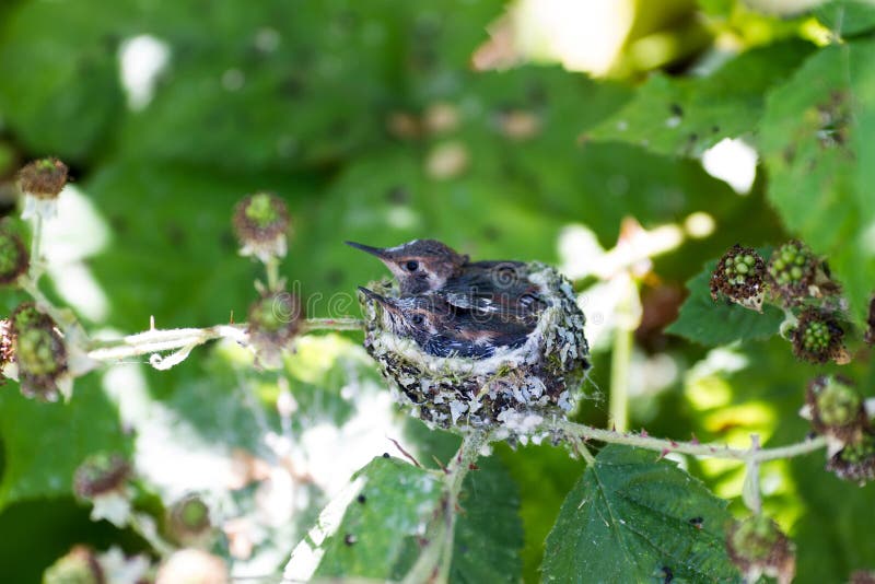 Rufous Hummingbird stock photo. Image of nature, juvenile - 78886430