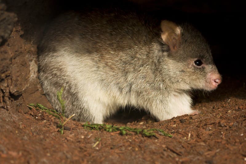 Rufous Kangoeroe Van De Rat Stock Afbeelding - Image of bedreigd, dier ...