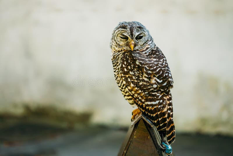 The Rufous-legged Owl - Strix Rufipes - is a Stock Photo - Image of ...