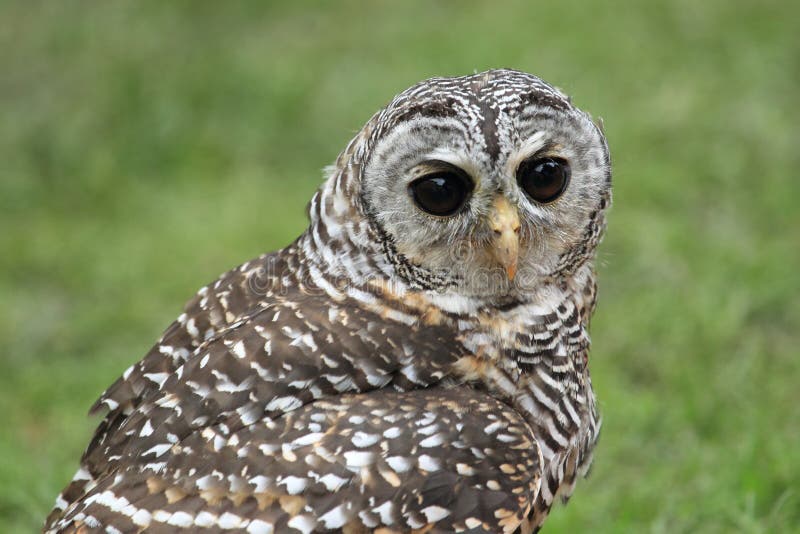 The Rufous-legged Owl - Strix Rufipes - is a Stock Photo - Image of ...