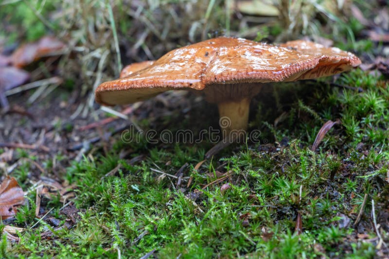 Rufous Milkcap Mushroom in Moss Stock Photo - Image of rufus, wild ...