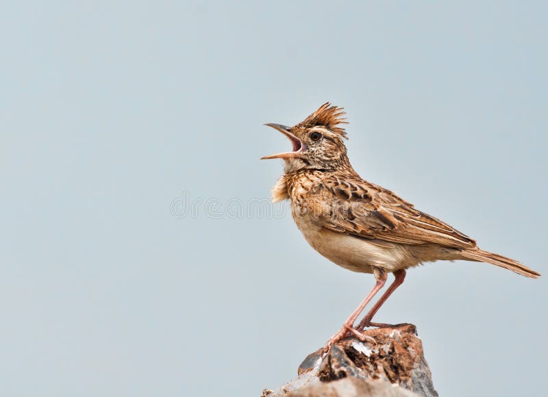 Field-lark stock image. Image of lark, songster, life - 1738737