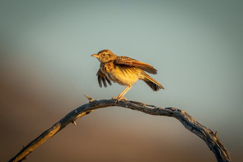 Rufous-naped Lark Fluttering Wings on Curved Branch Stock Photo - Image ...