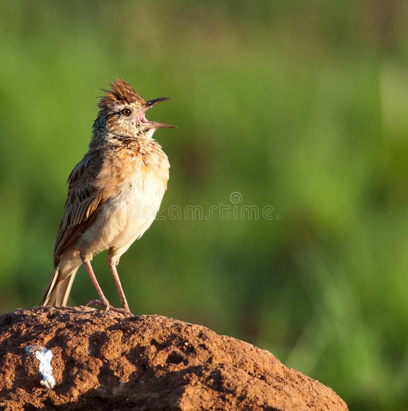 Rufous-naped Lark on Mound Calling Stock Image - Image of africana ...