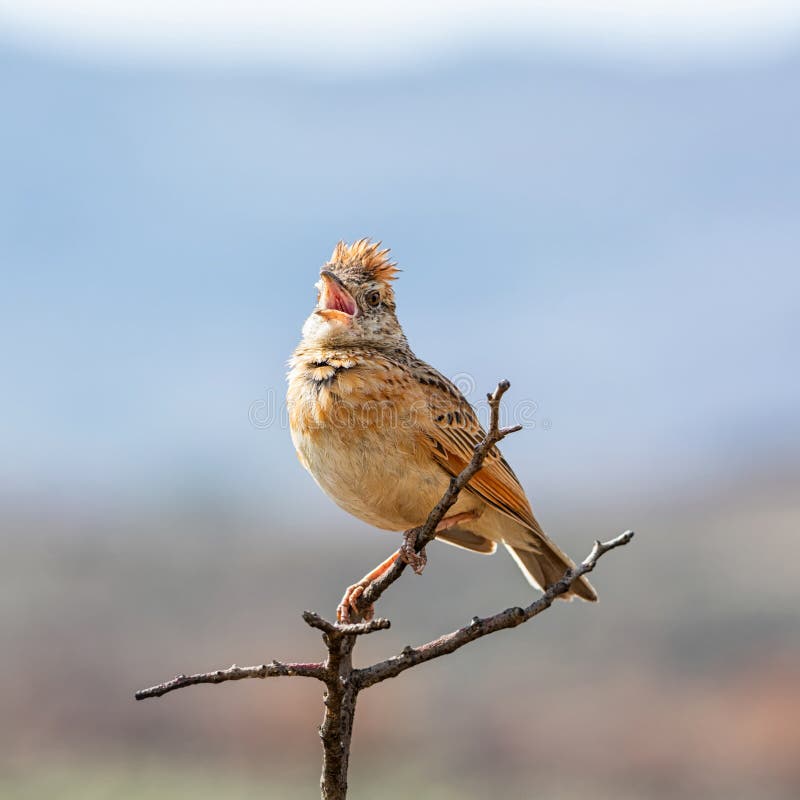 Rufous-naped Lark stock image. Image of close, african - 137964515